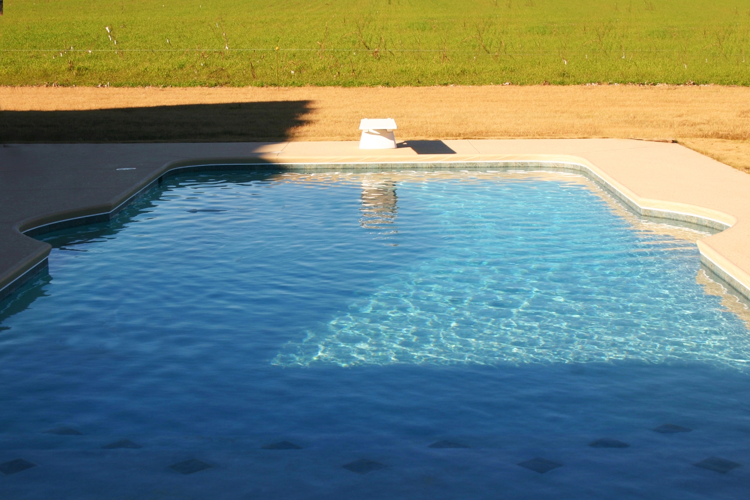 Swimming Till the Cows Come Home | Watson's Pools & Patios